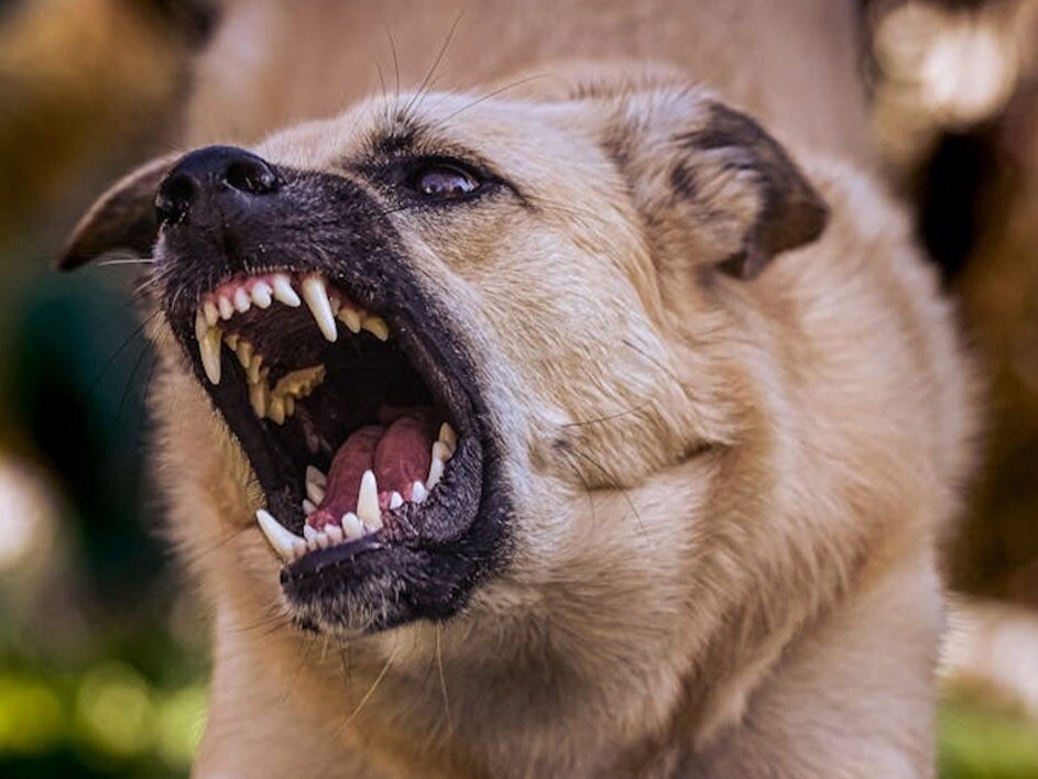 10 Animals That Can Give You Rabies