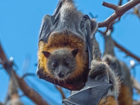 10 Animals With Super Senses