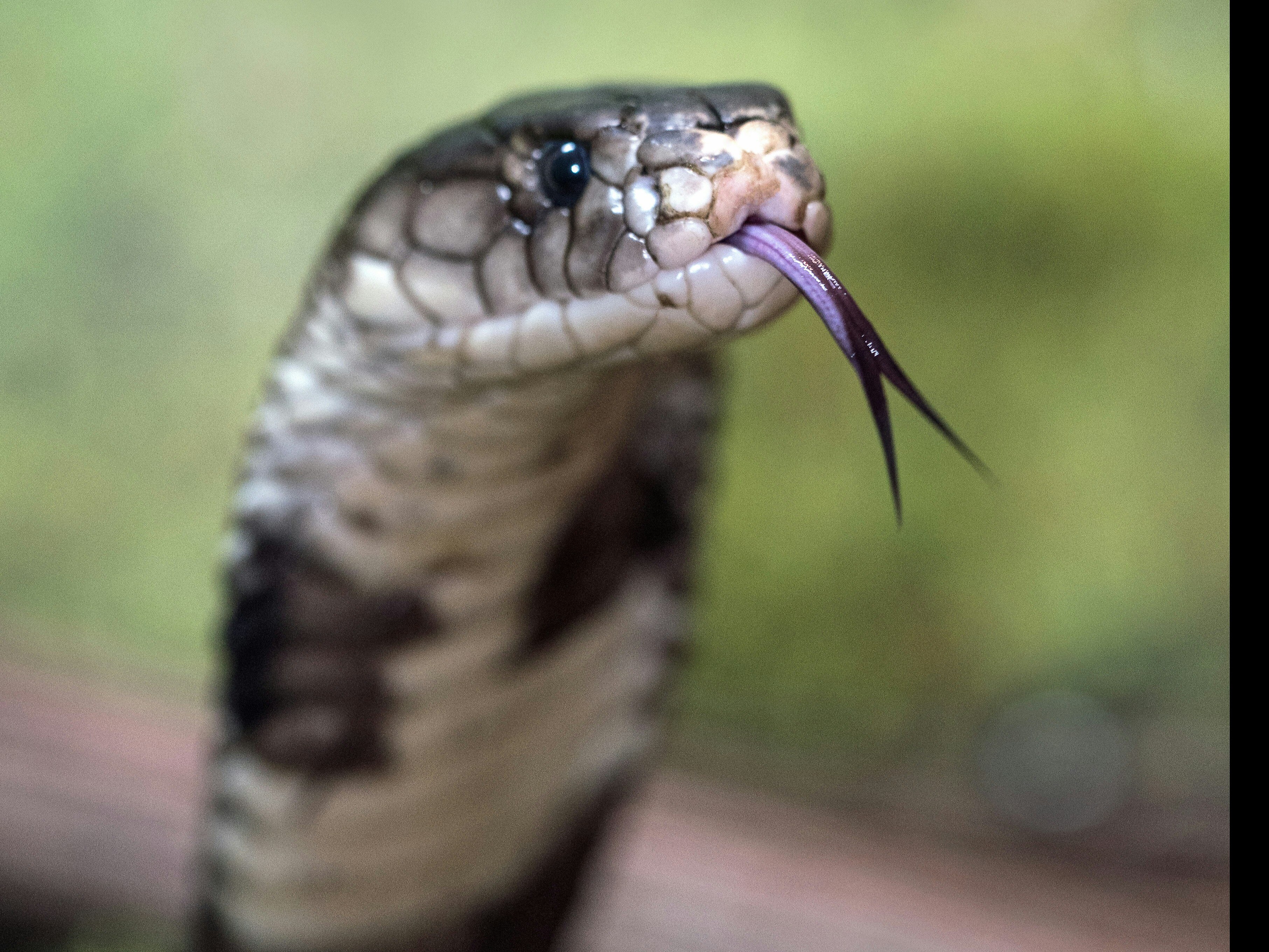 10 Deadliest Snakes In The World