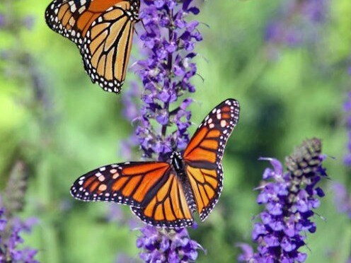 10 Insects That Are Vital To Our Ecosystem