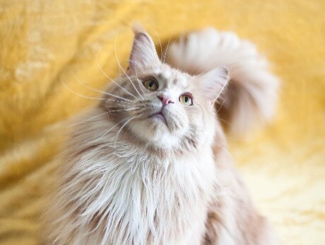 10 Kid Friendly Cat Breeds
