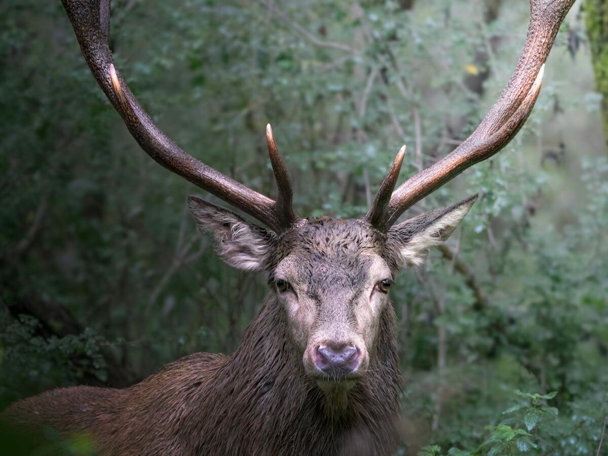 10 Largest Deer Species In The World