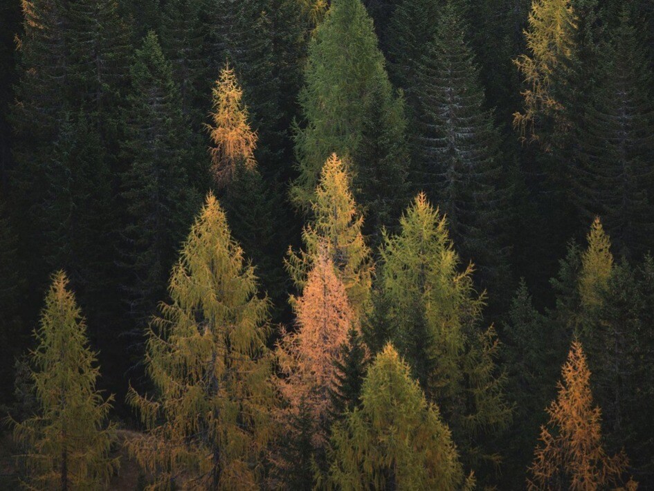 10 Largest Forests In The World