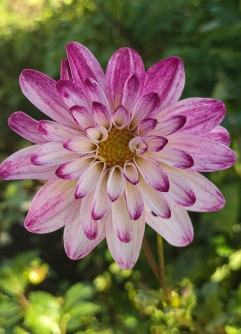 Prettiest Flowers In The World