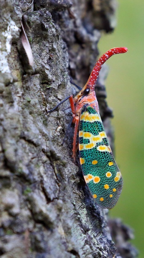 Most Beautiful Insects