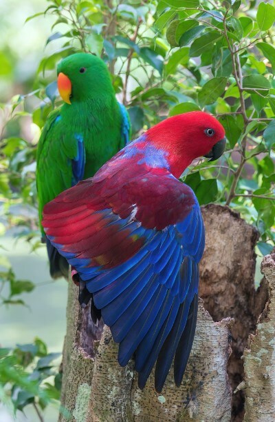 Top 10 Most Beautiful Parrots In The World Most Beautiful Flowers In
