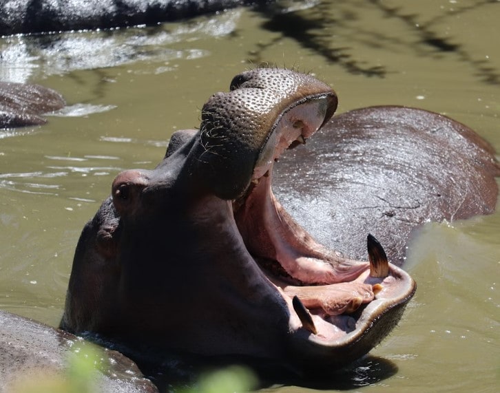 10 Most Dangerous Animals