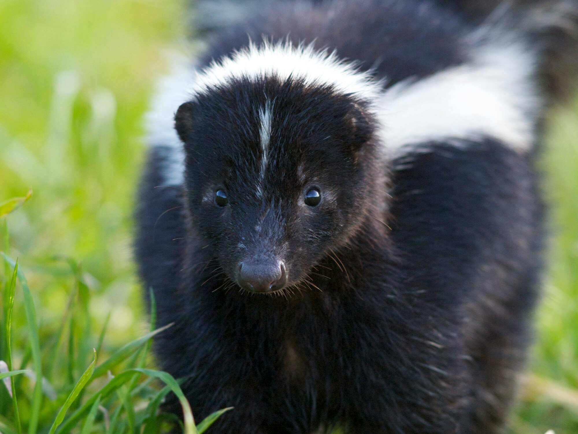 10 Of The World's Smelliest Animals