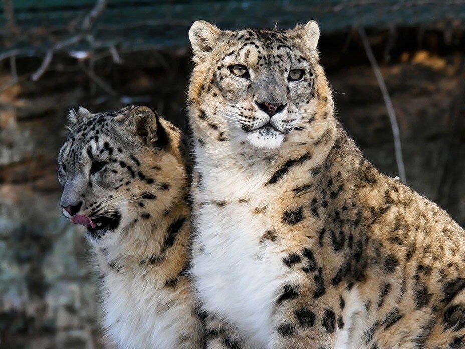 10 Rare Animal Species Living In India, Some Of Them Are Only Found Here