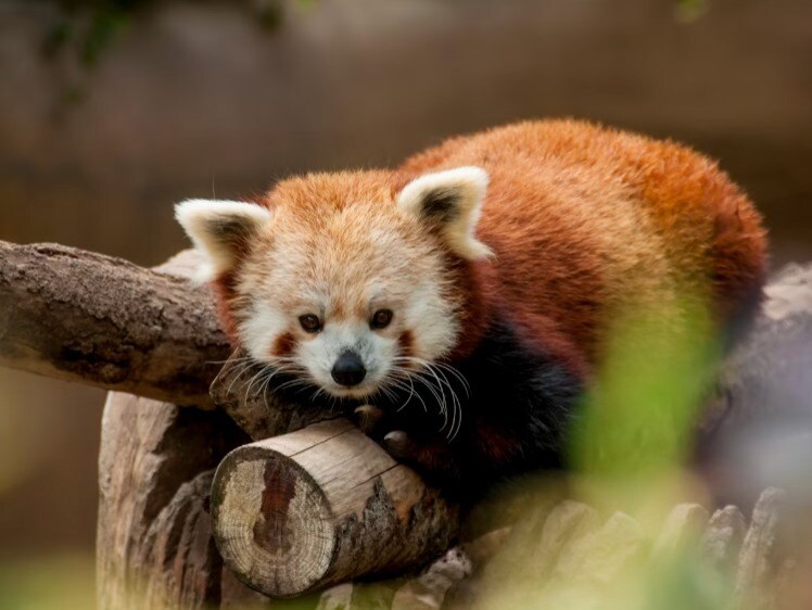 10 Rare Animals Found Only In Asia