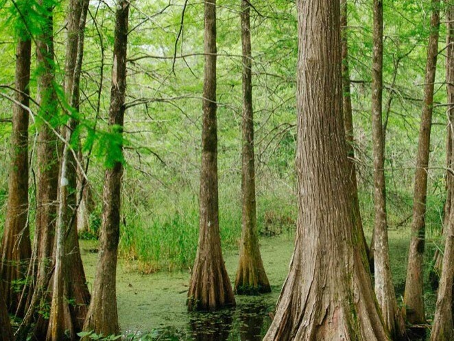 10 Reasons Why Trees Make The Perfect Gift