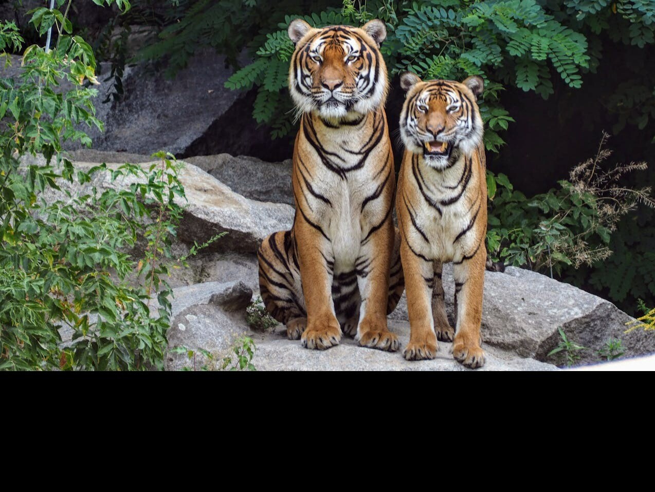 5 Animals Known For Their Ill Temper