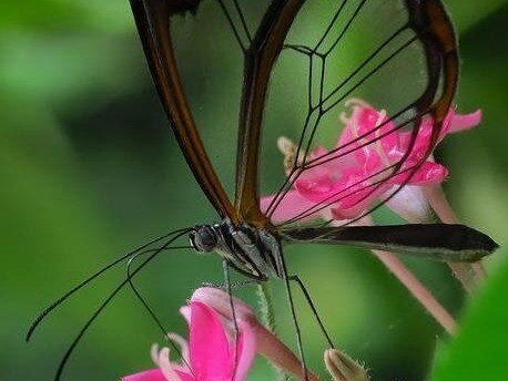 5 Animals That Are Transparent