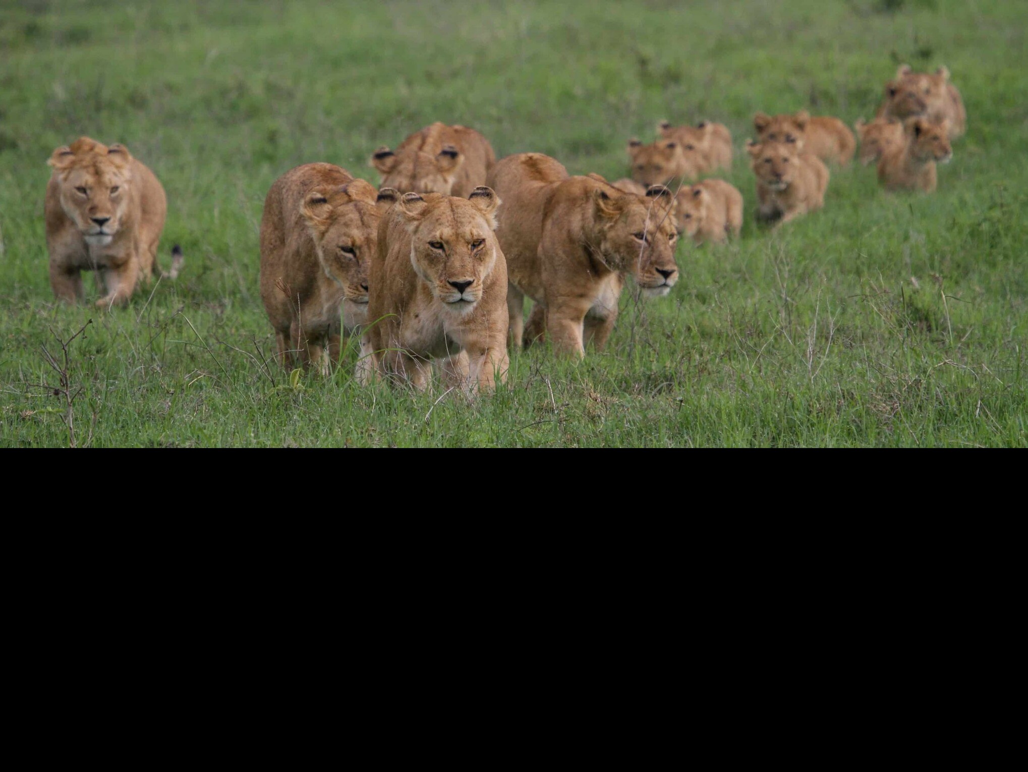 5 Animals That Live In Groups