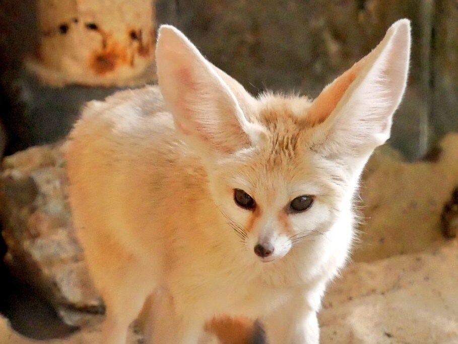 5 Animals That Live Underground