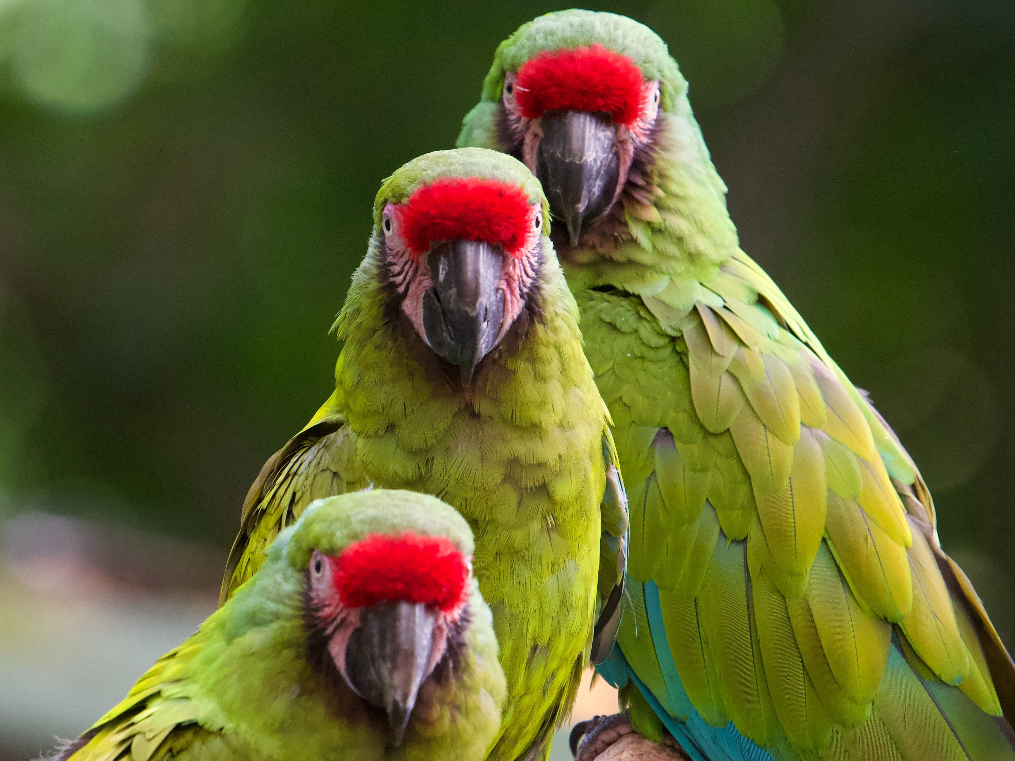 5 Birds With Strongest Bites