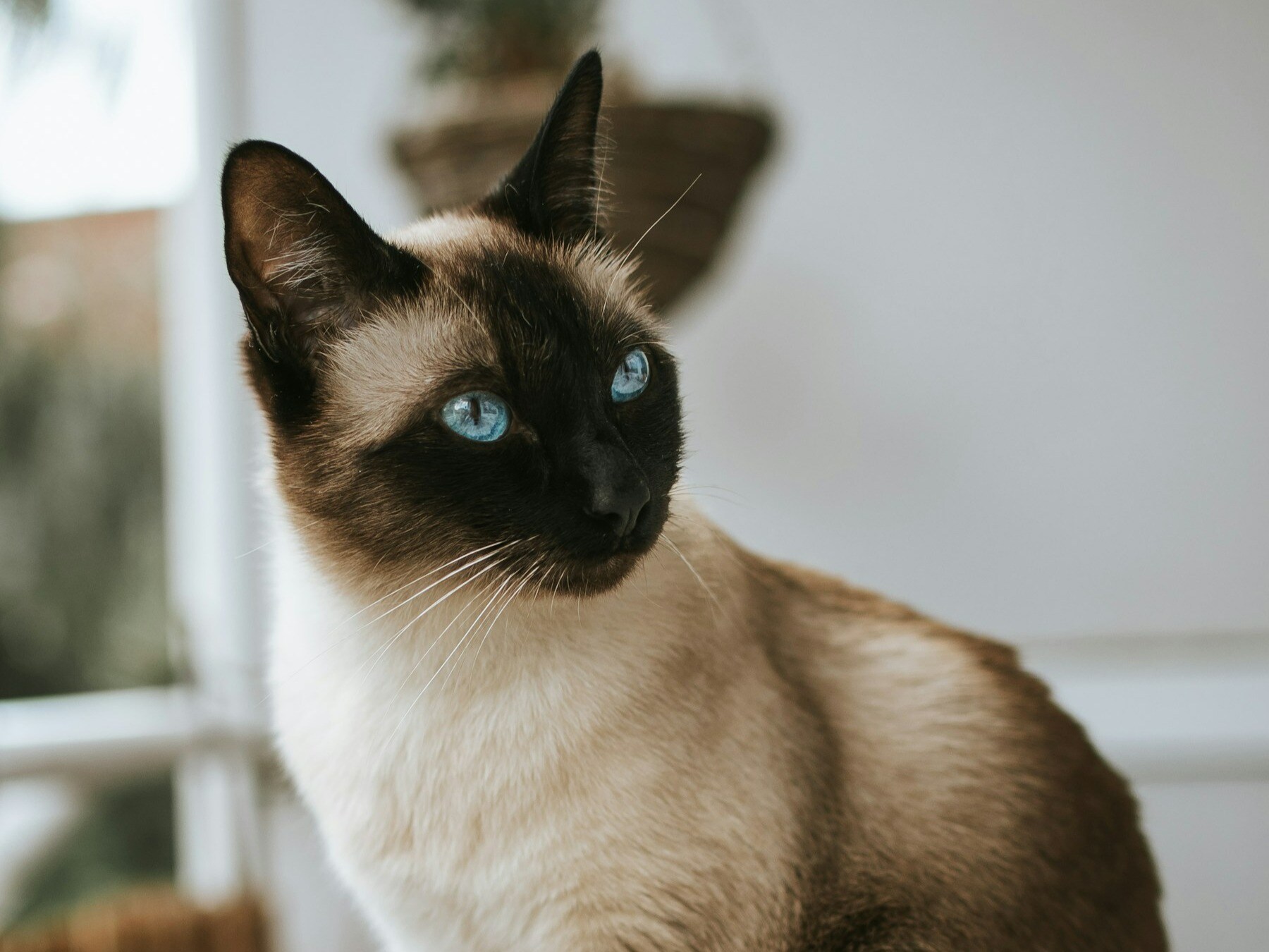 5 Contagious Cat Diseases To Watch Out For