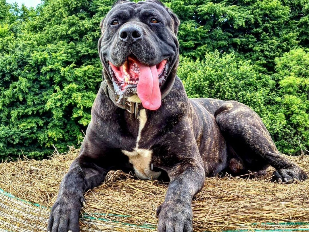 5 Dog Breeds With Strongest Bite