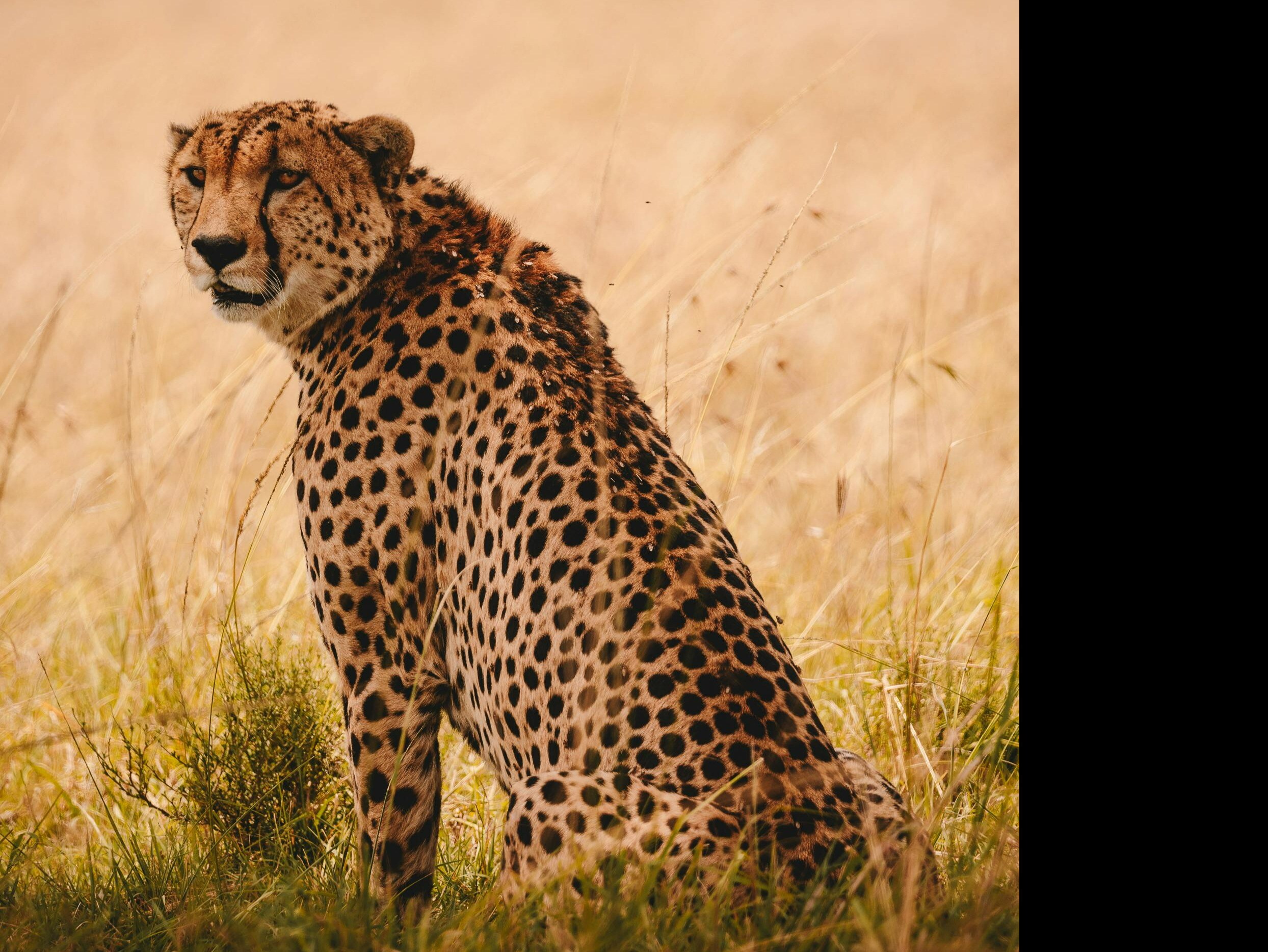 5 Fascinating Polka-Dotted Animals