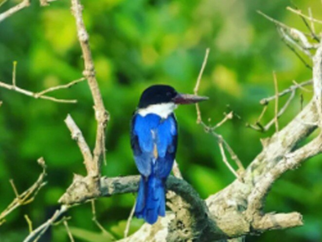5 Indian Forests Every Nature Lover Must Visit