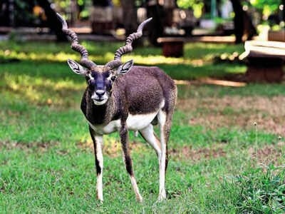 5 Indian States And Their State Animals