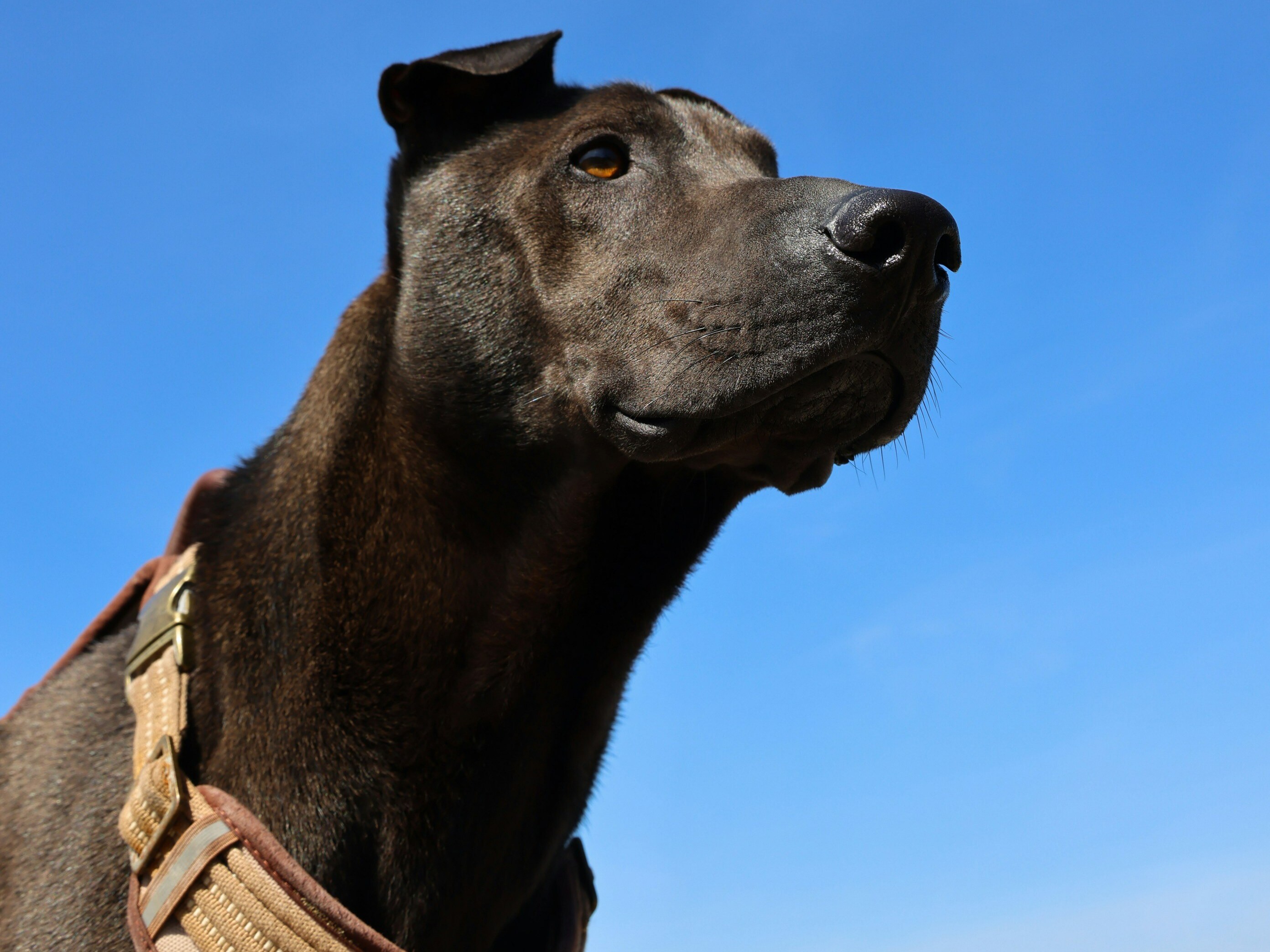5 Most Athletic Dog Breeds