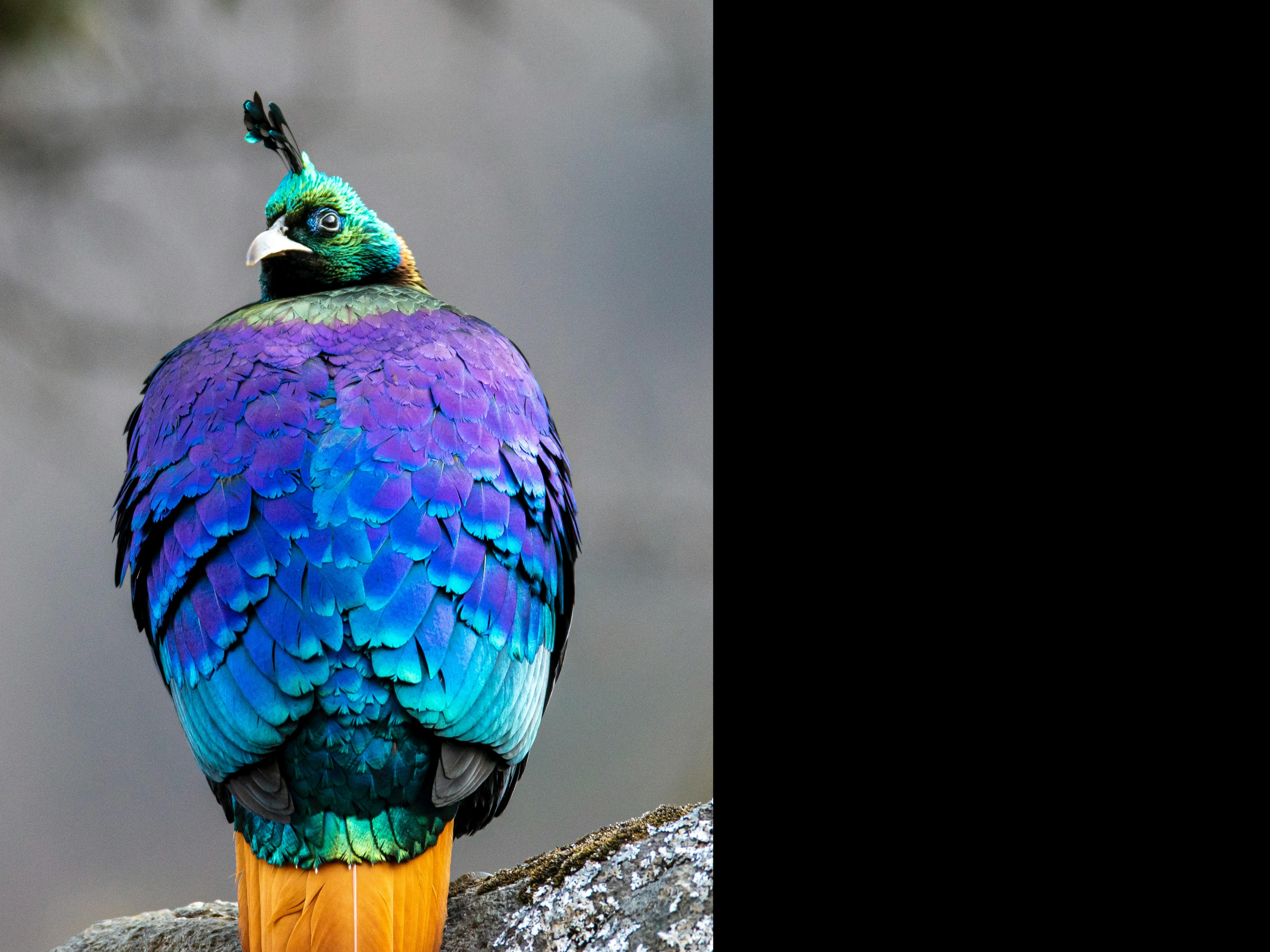 5 Most Beautiful Himalayan Birds