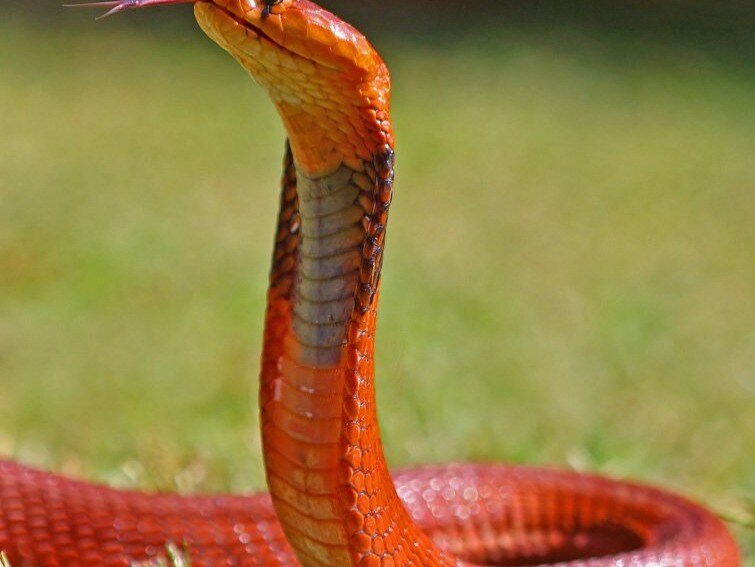 5 Most Beautiful Red Snakes