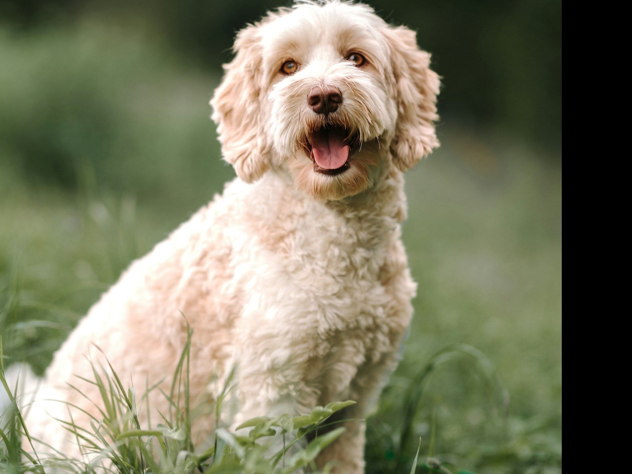 5 Most Popular Doodle Dog Breeds