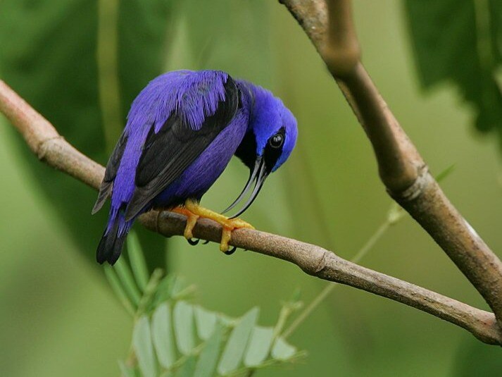 5 Rare And Beautiful Purple Animals
