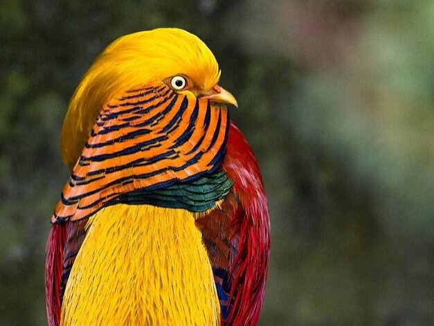5 Rarest Birds In The World