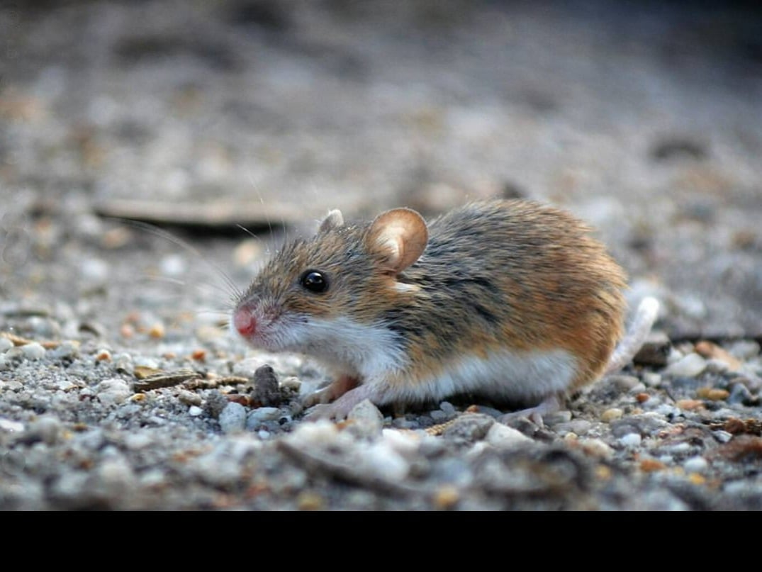 5 Smallest Mammals In The World
