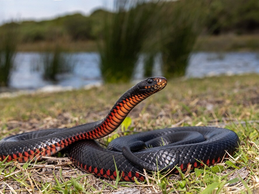 5 Snakes That Can Swim Or Fly
