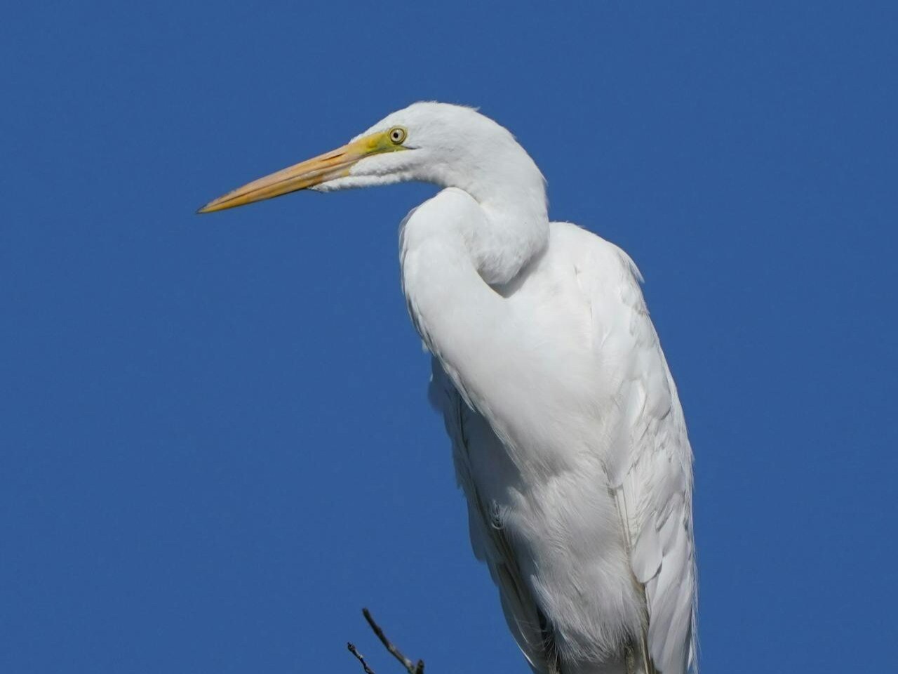 5 Stunning White Birds In The World