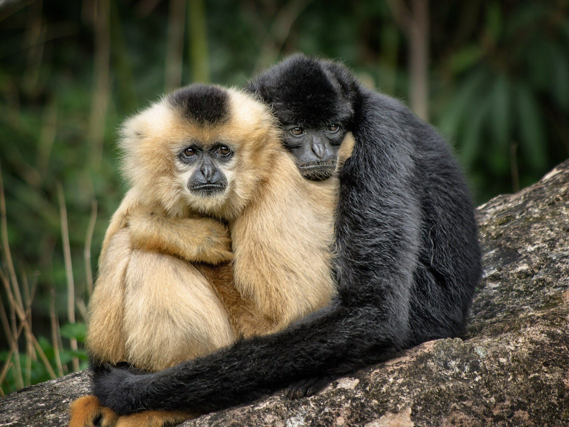 5 Types Of Apes In The World