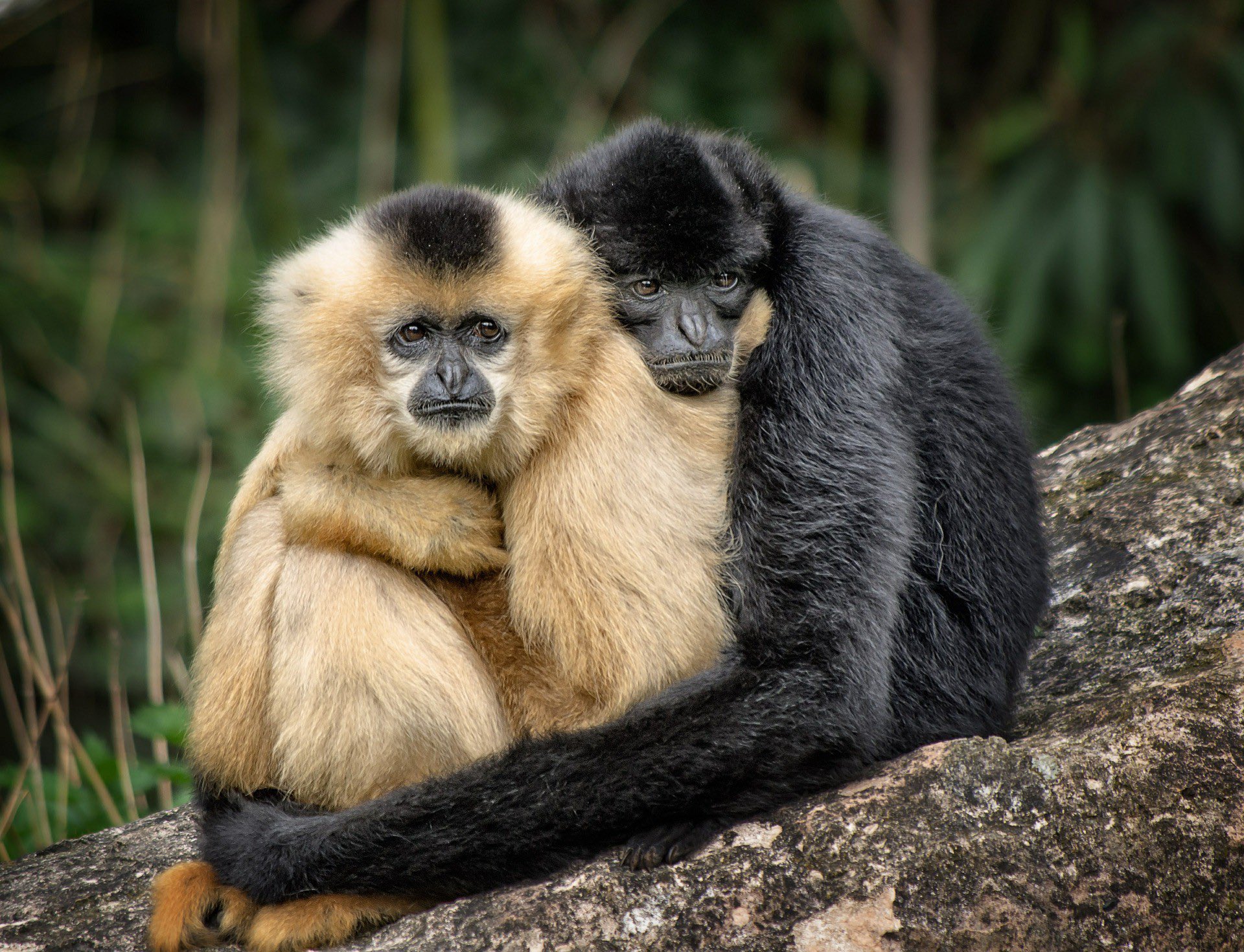 Types Of Apes With Pictures