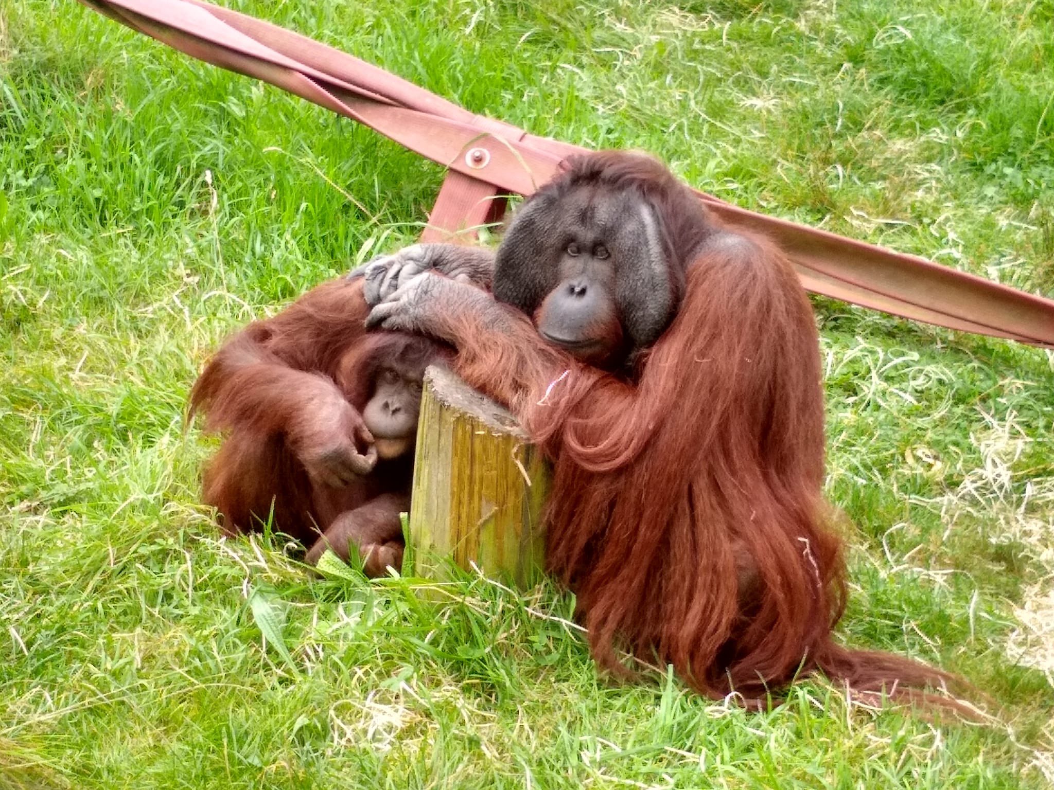 Types Of Apes With Pictures