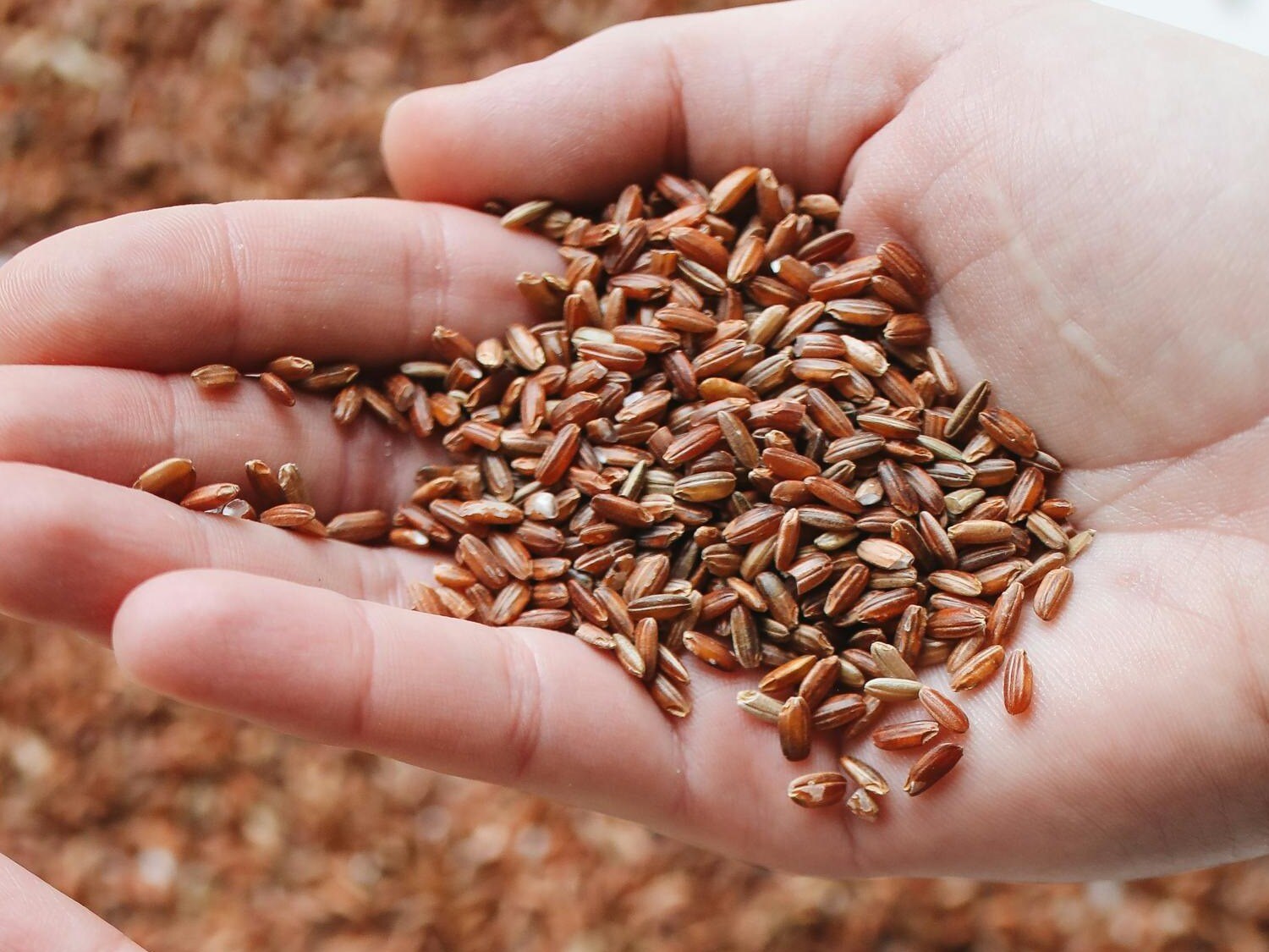 5 Different Types Of Rice From Around The World