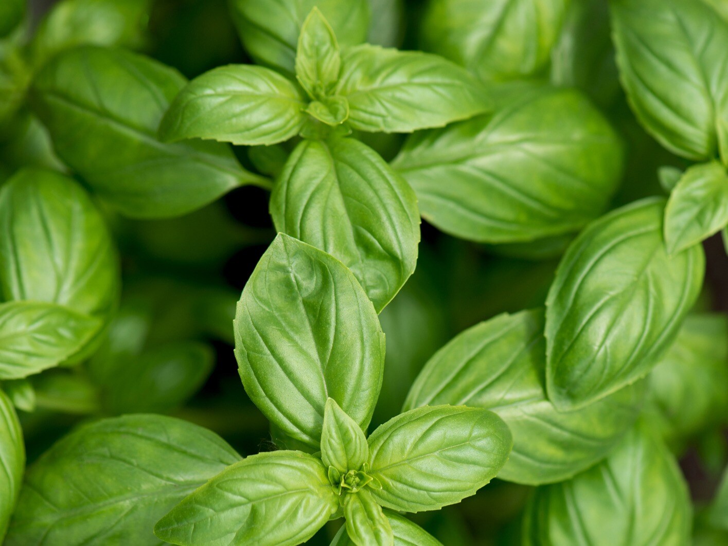 5 Unique Ways To Enjoy The Taste Of Basil