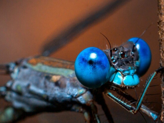 6 Animals In The World With Shortest Lifespans