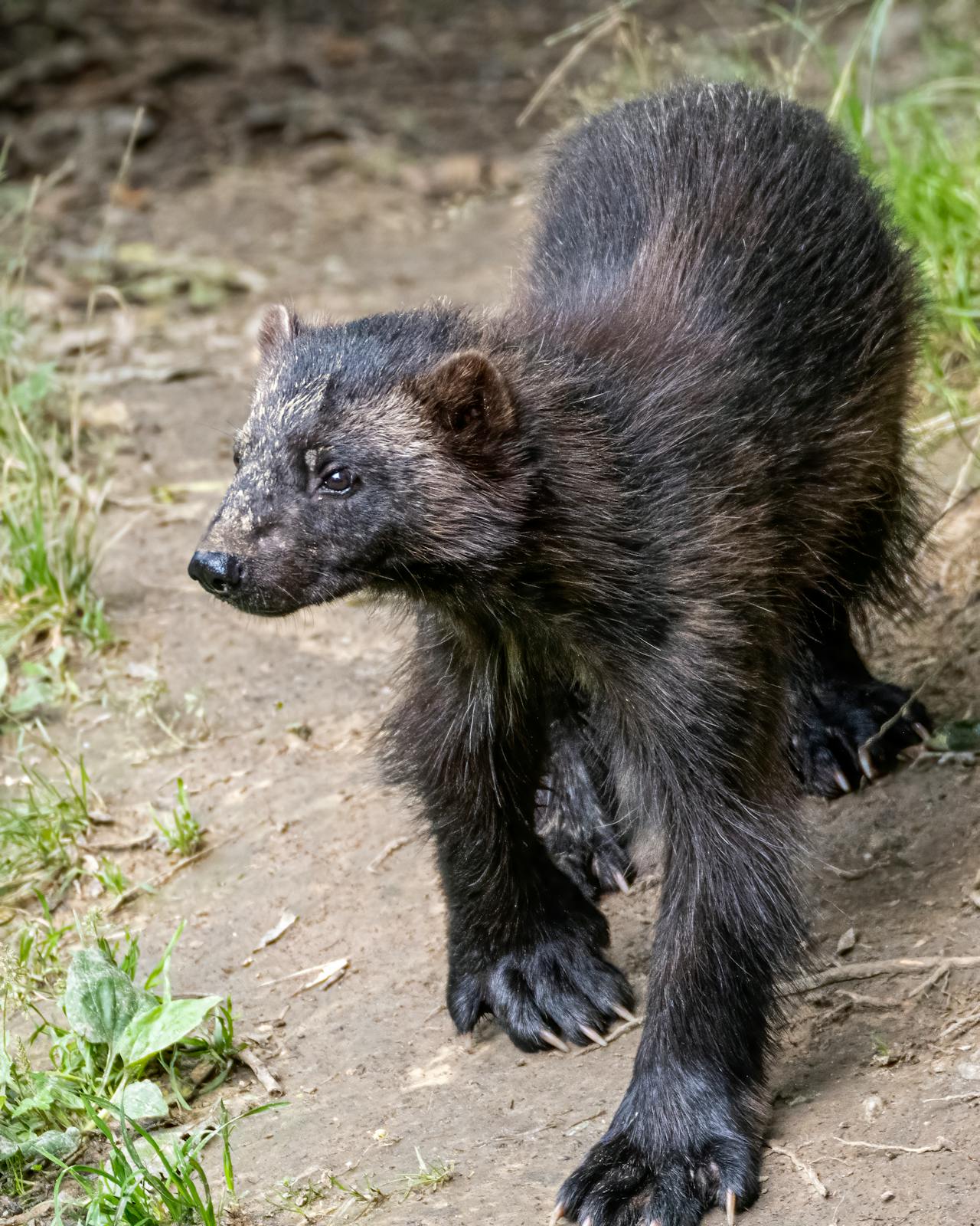 Parts Of Animal Body Regeneration