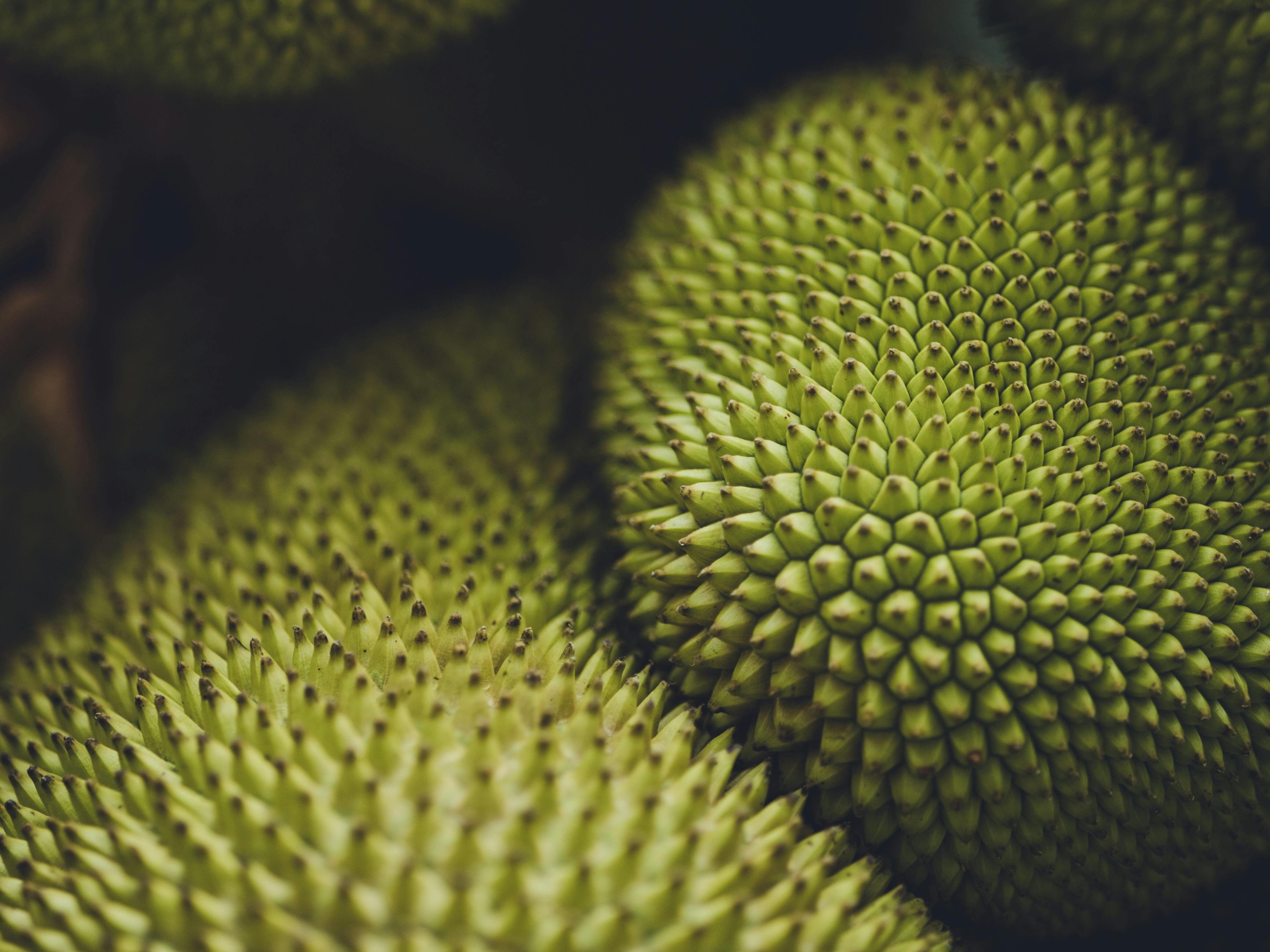 6 Incredible Benefits Of Jackfruit Seeds