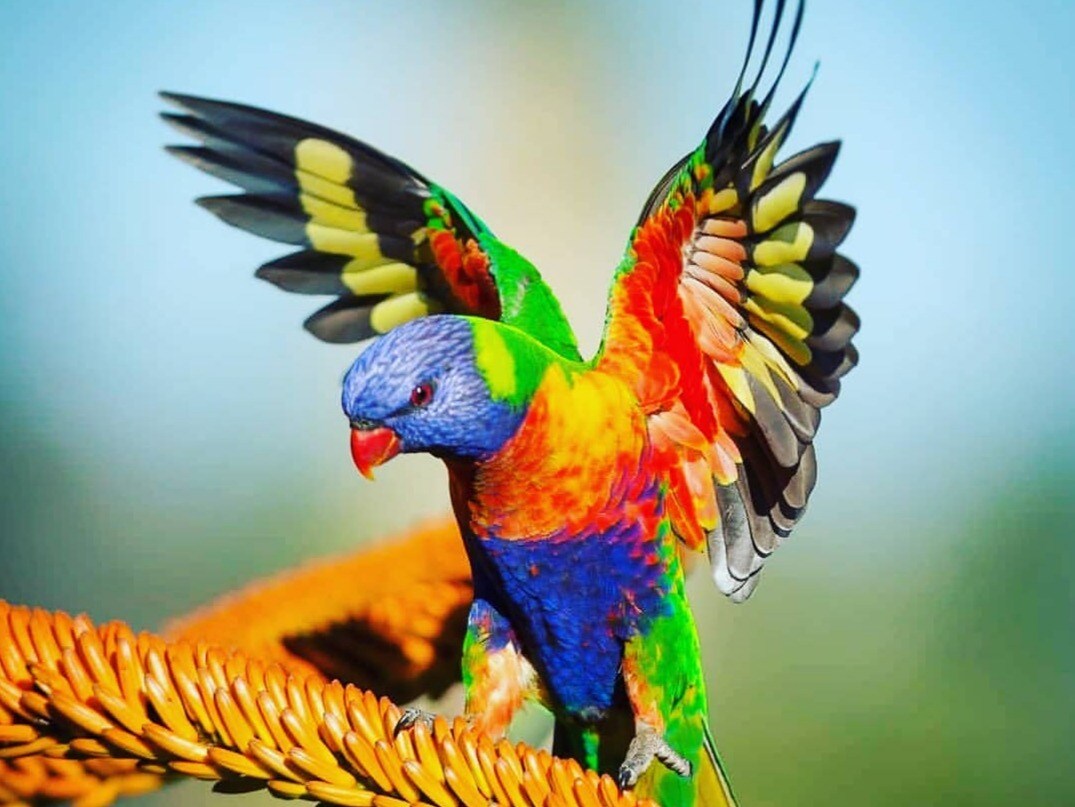 6 Most Beautiful Parrots In The World