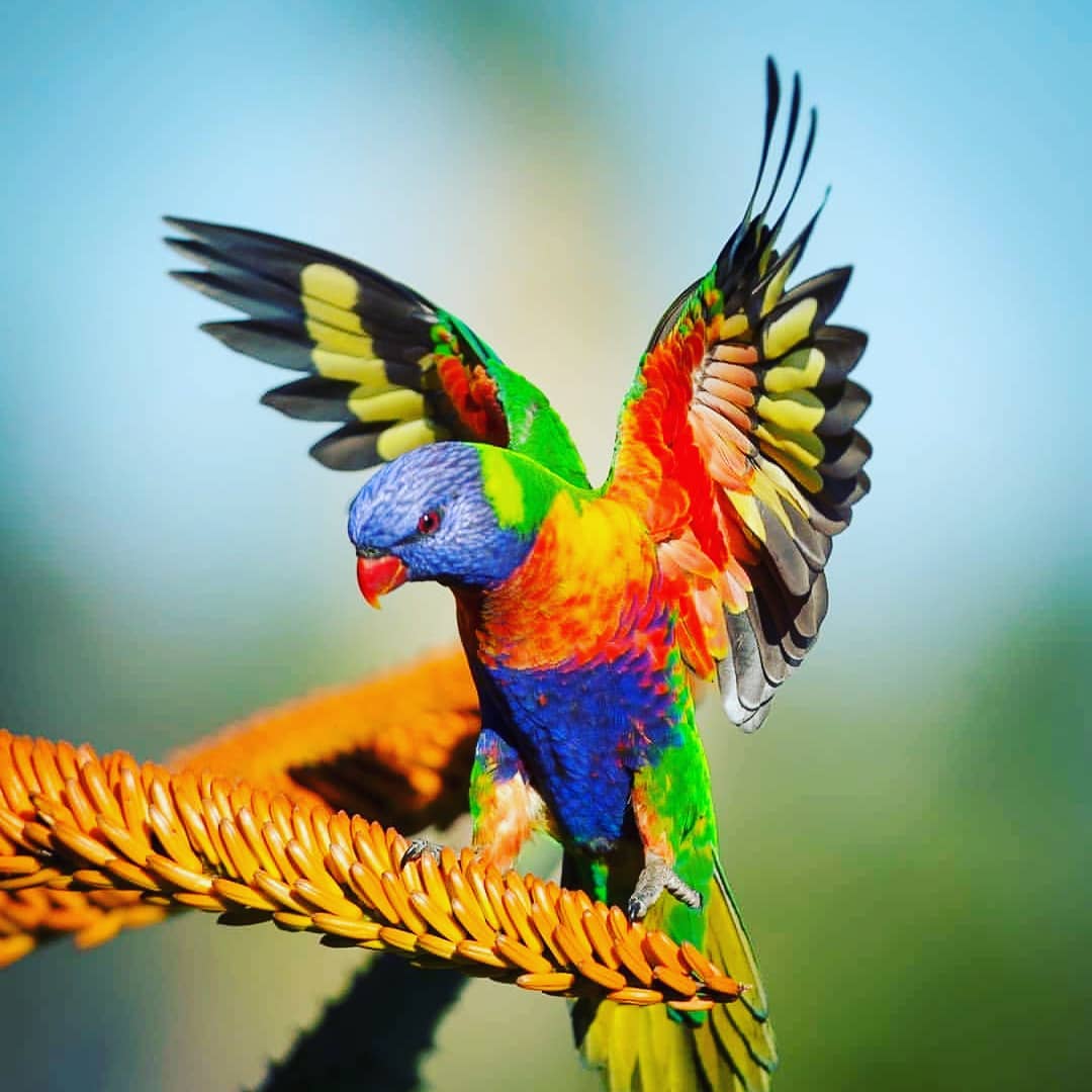 Very Beautiful Parrots