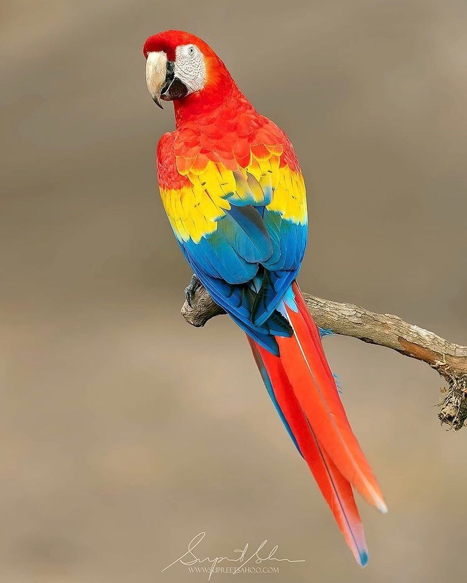 World Most Beautiful Parrot Most Beautiful & Attractive Birds In The