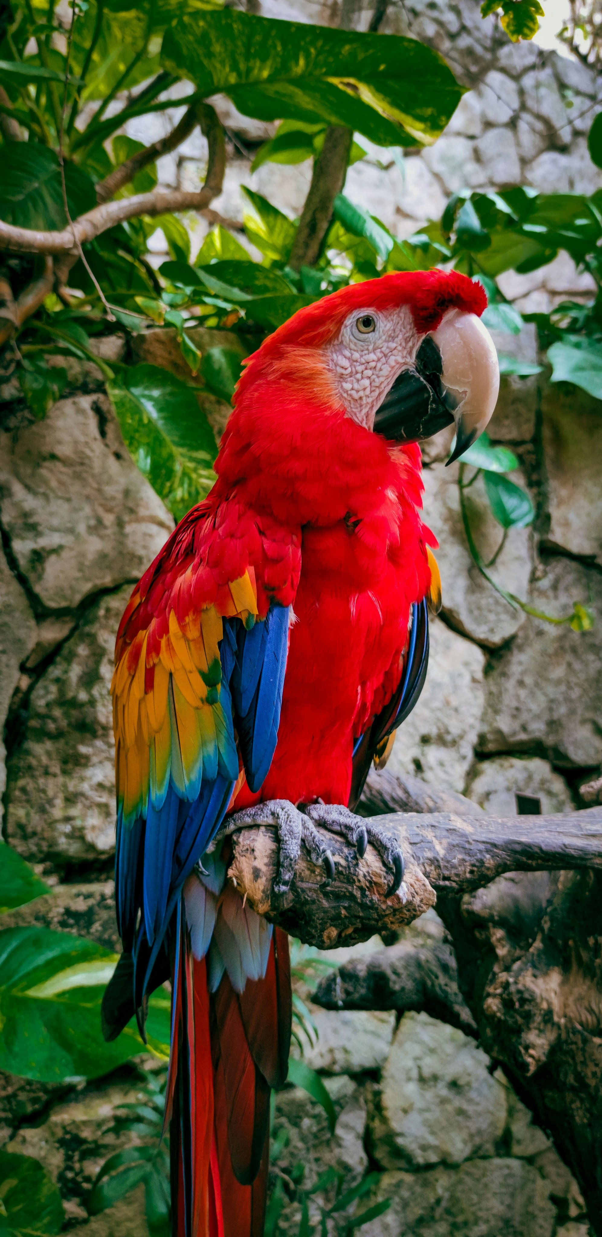 World Most Beautiful Parrot Most Beautiful & Attractive Birds In The