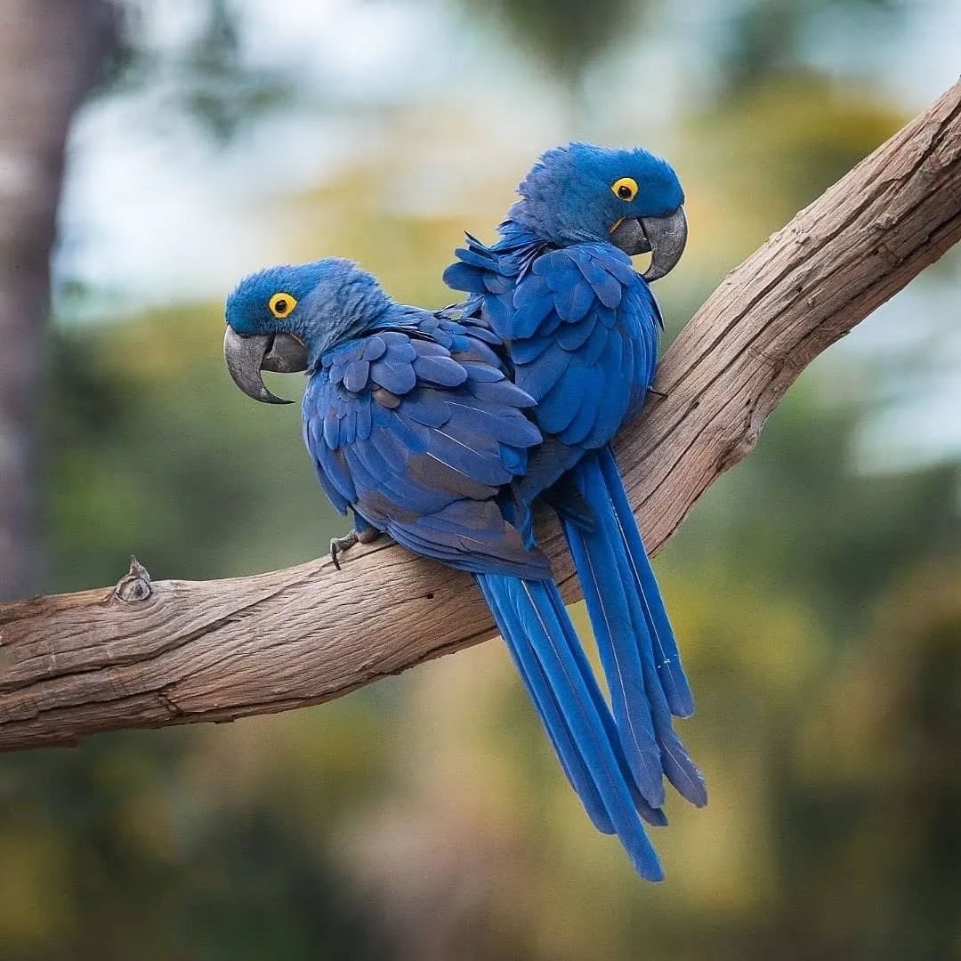 Most Beautiful Parrot