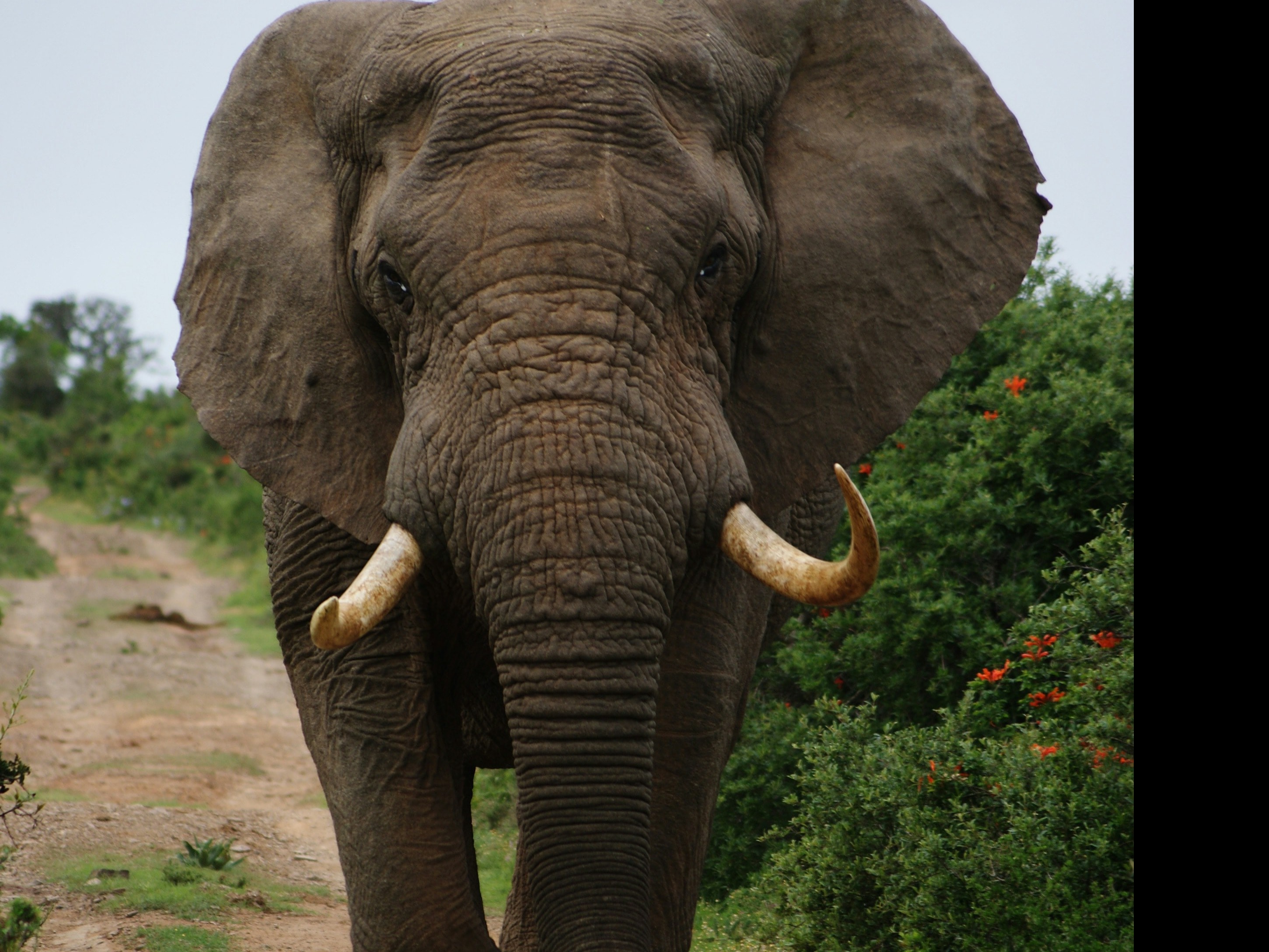 6 Most Powerful Animals In The World