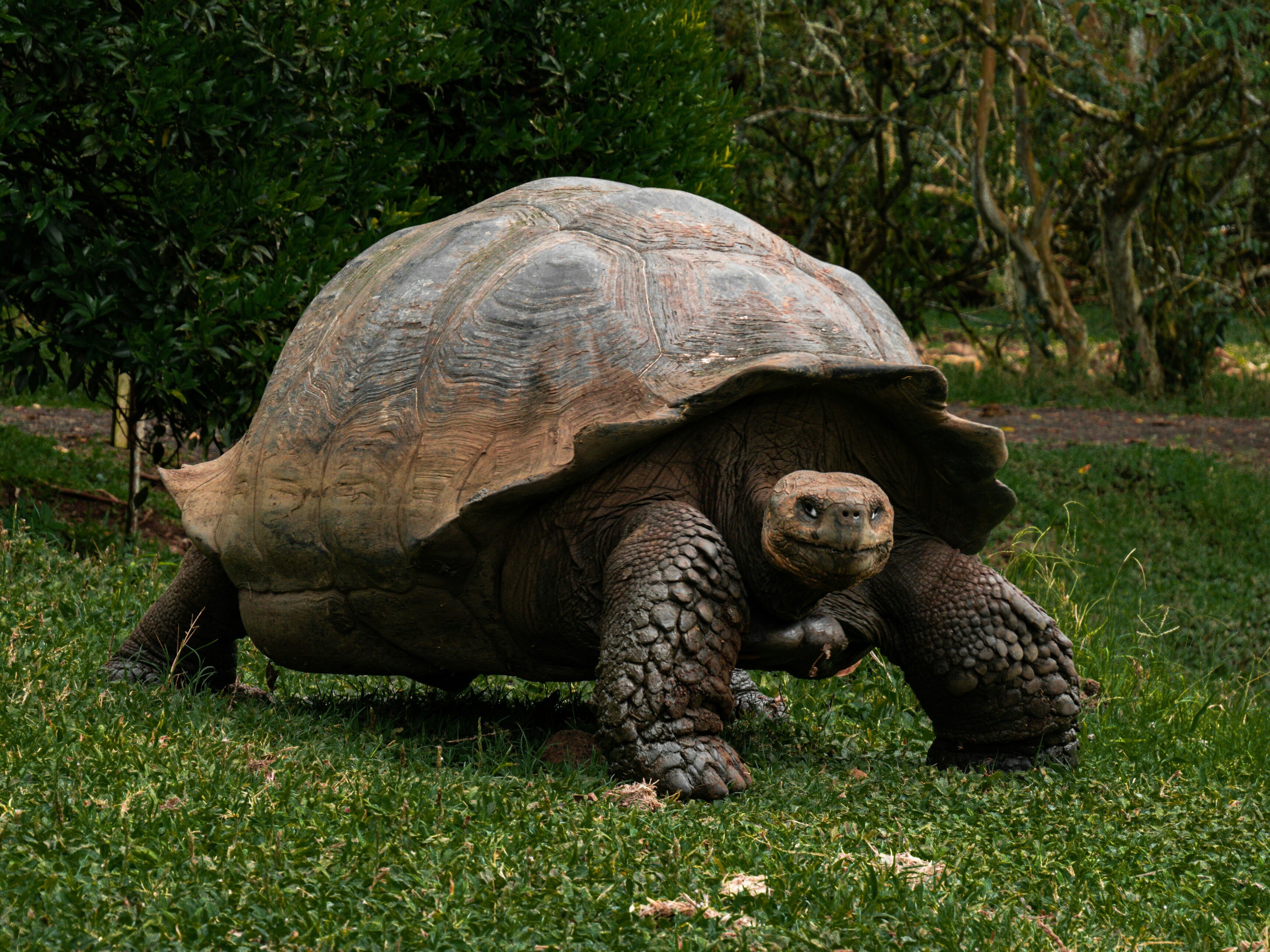 7 Animals That Live Longer Than Humans