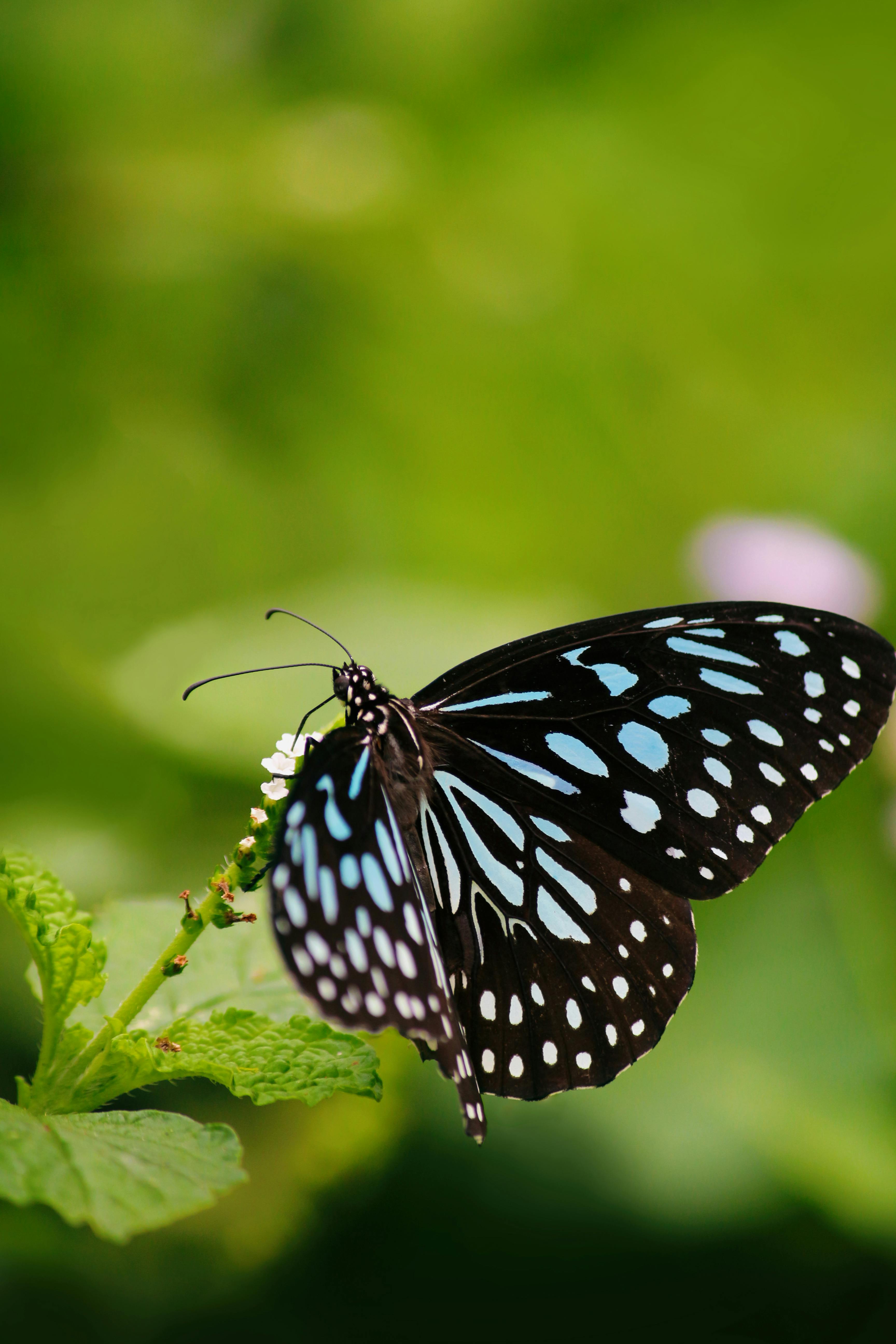 Butterfliesin The World Most Beautiful